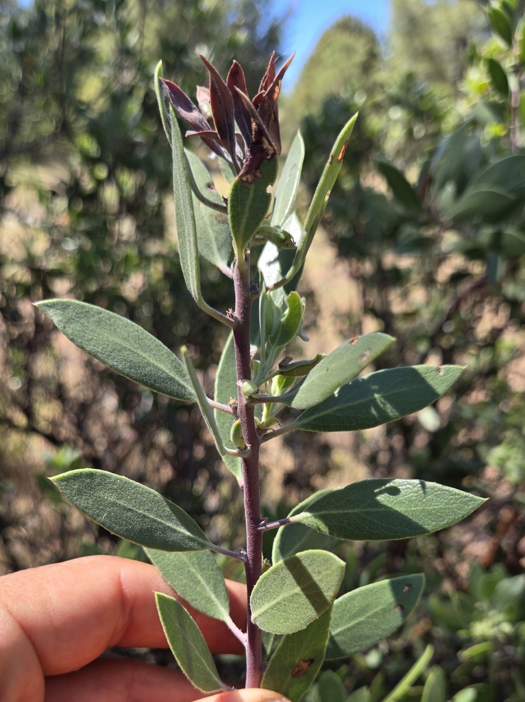 pointleaf manzanita from 22771 B.C., México on June 11, 2024 at 02:48 ...