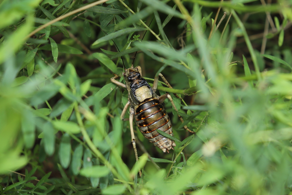 Deracantha onos from 234 National Road, Zhangjiakou, Hebei, CN on ...