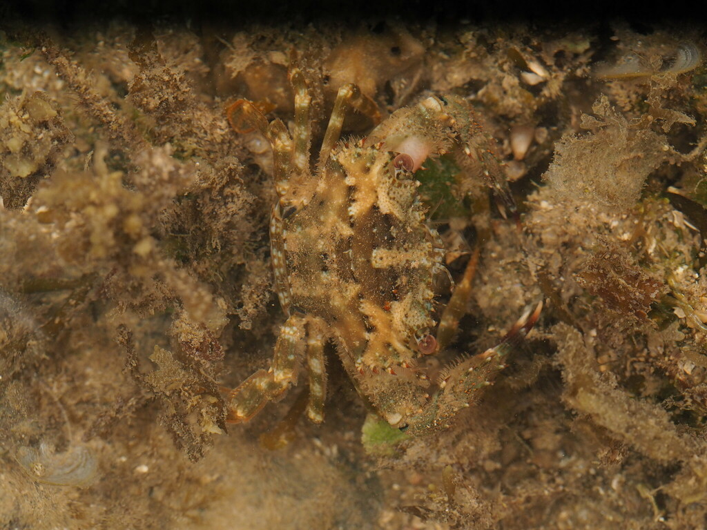 Azure Swimming Crab from Kudat, MY-SA, MY on July 24, 2024 at 02:42 PM ...