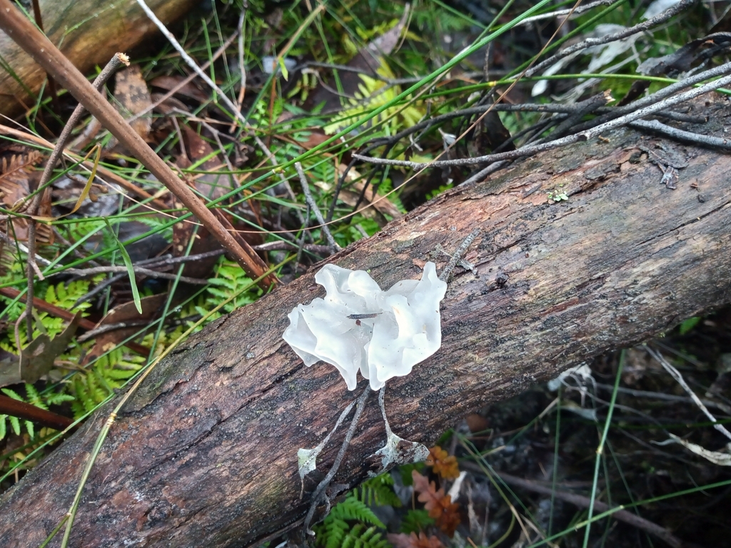 snow fungus from Yarra Ranges - Seville, AU-VI, AU on August 2, 2024 at ...