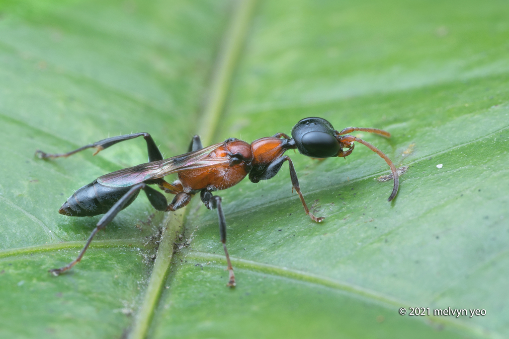 Ampulex from Singapore on July 4, 2021 at 01:03 PM by Melvyn Yeo ...