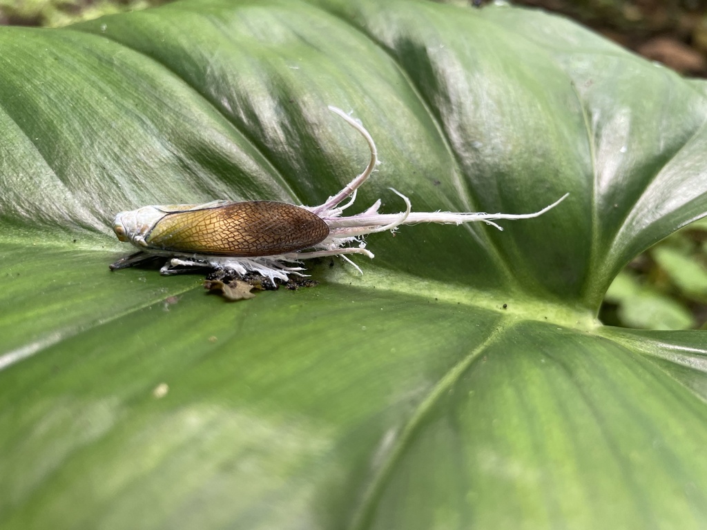 Wax-tailed Planthopper from Mache-chindul Ecological Reserve, Quininde ...