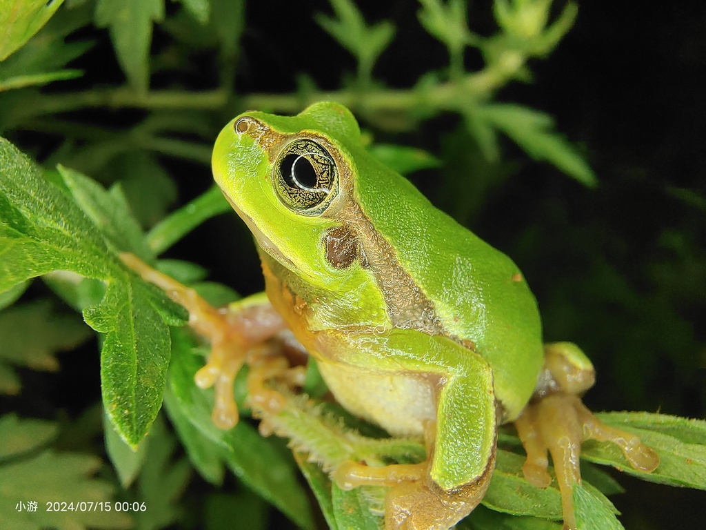 Jerdon's Tree Frog from 中国云南省昆明市盘龙区 on July 15, 2024 at 12:06 AM by 游 ...