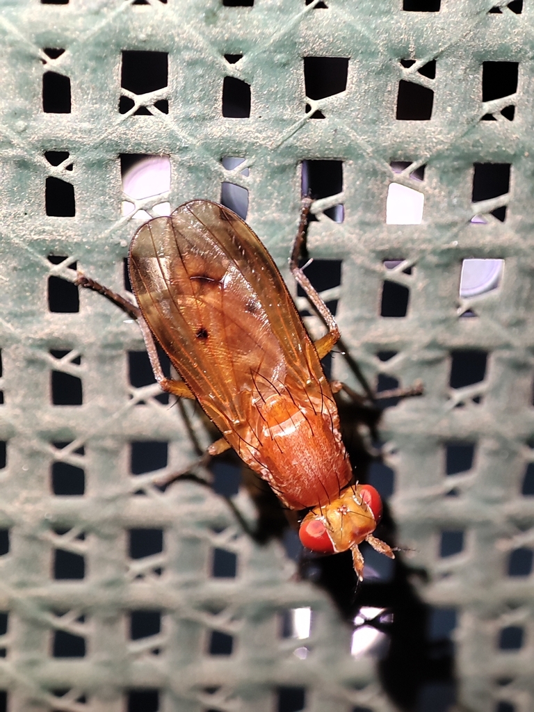 Acalyptrate Flies from Beijing, Beijing, CN on August 02, 2024 at 08:16 ...