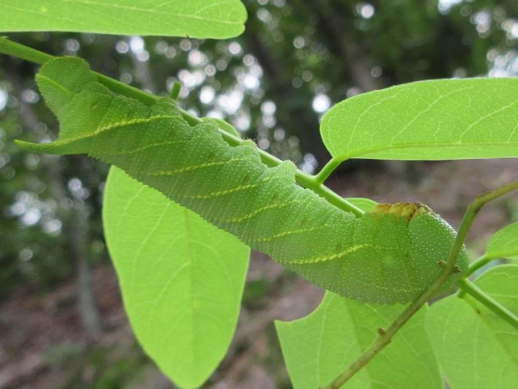Clanis bilineata from 대한민국 충청남도 천안시 동남구 on August 3, 2024 by onidiras ...