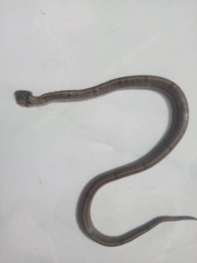 Barron's Kukri Snake from Vinh Phuong, Nha Trang, Khanh Hoa, VN on August 2, 2024 at 05:30 PM by ...