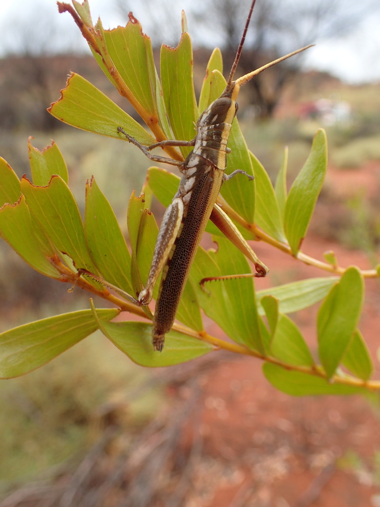 Erythropomala amaena from Chilla Well NT 0872, Australia on December 21 ...