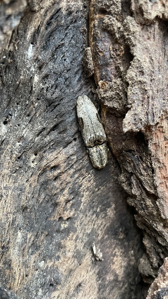 Cryptalaus larvatus pini in August 2024 by tofuinsect · iNaturalist