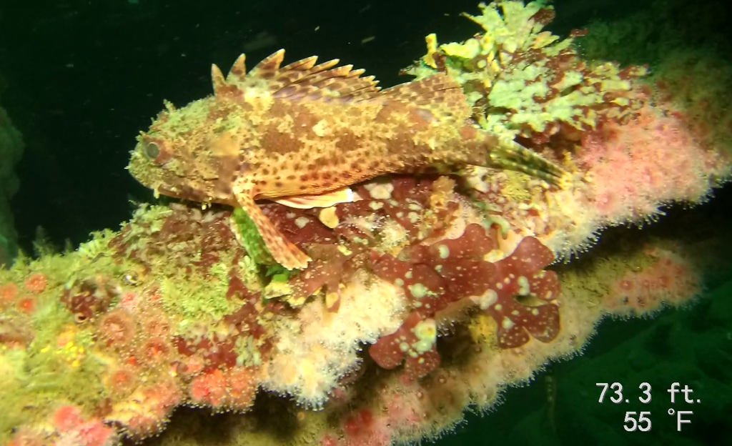 California Scorpionfish (China Cove Organisms) · iNaturalist