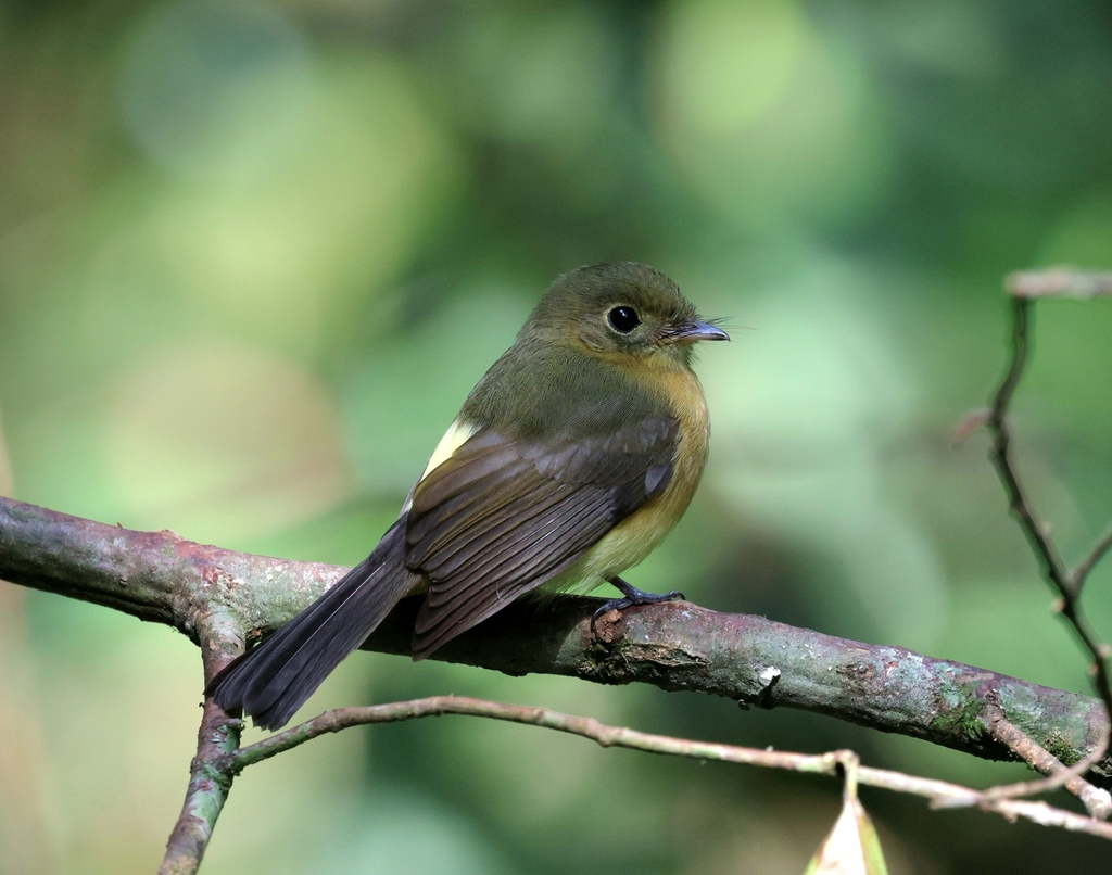 Whiskered Flycatcher from Lot. Costa do Sol, Bertioga - SP, 11250-000 ...