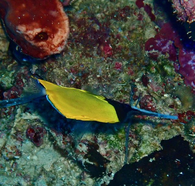 Longnose Butterflyfish from Lekuan III, Bunaken, North Sulawesi ...