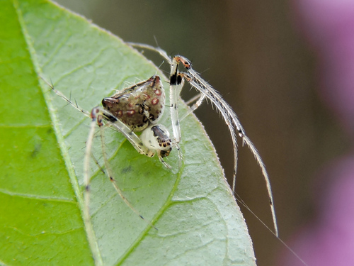 Mimetus variegatus · iNaturalist