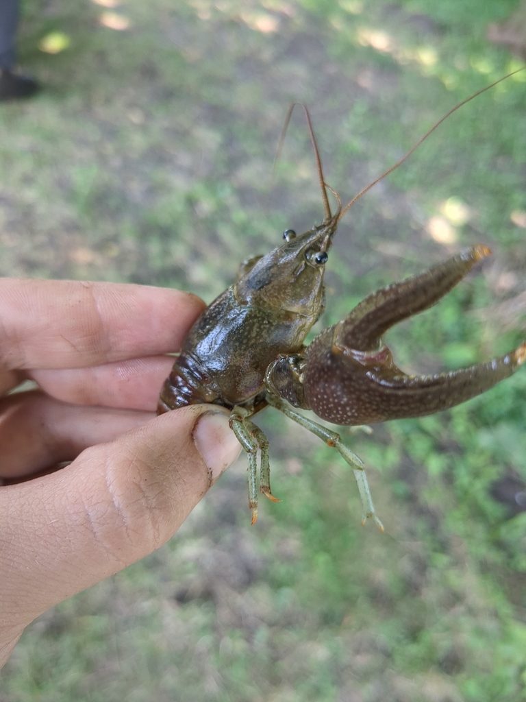 Rusty Crayfish from Winchester, ON K0C 2K0, Canada on August 1, 2024 at ...