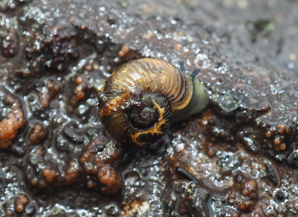 Flammulina perdita from Oropi 3173, New Zealand on August 02, 2024 at ...