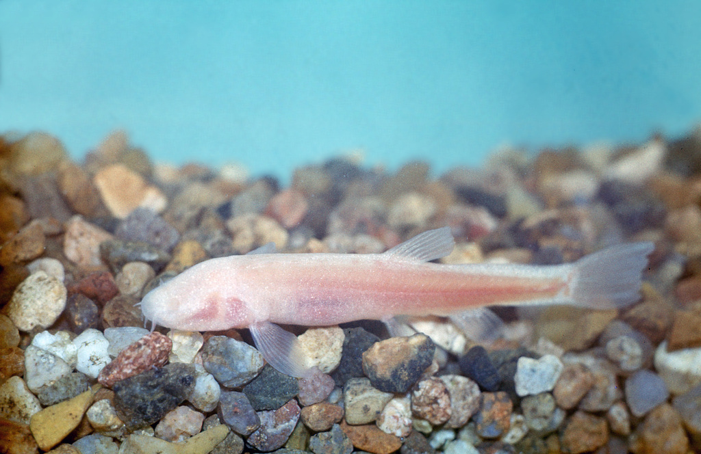 Starostin's cave loach in March 1983 by должанский · iNaturalist