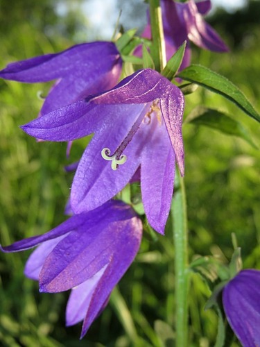 Creeping Bellflower (Known Regulated Invasive Plants in Edmonton ...