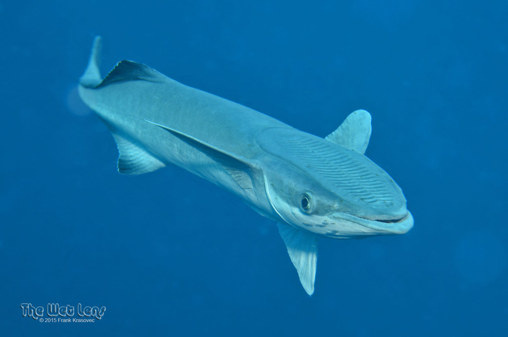 Remoras from Offshore North Carolina on September 04, 2015 at 10:29 AM ...