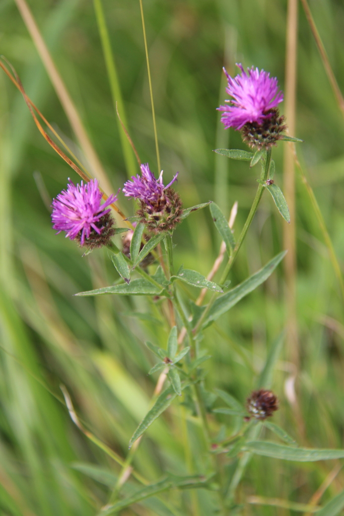 Lesser knapweed from Old Warden Tunnel Reserve, Bedfordshire, UK on ...