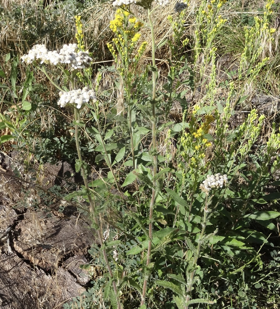 common yarrow from San Bernardino County, CA, USA on August 2, 2024 at ...