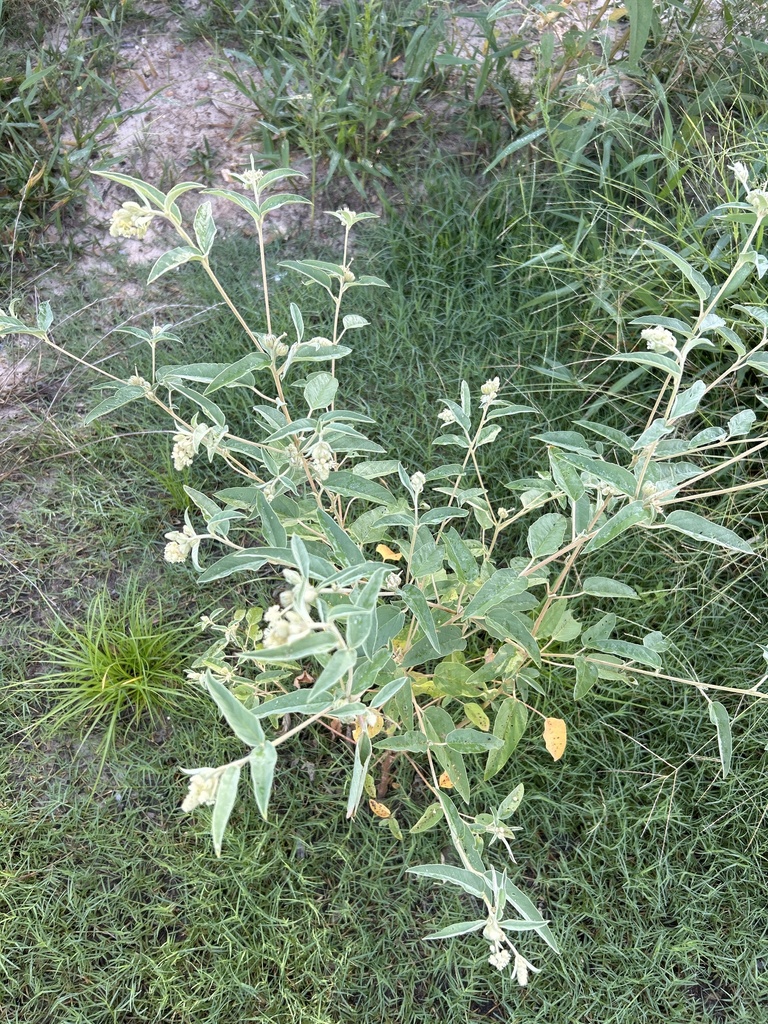 Lindheimer's Doveweed from Bryan, TX, US on August 3, 2024 at 09:02 AM ...
