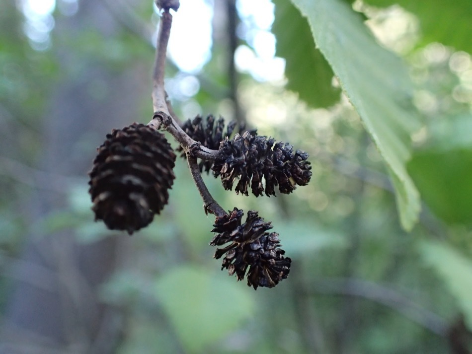 Grey Alder (Plants of Trinidad Lake State Park) · iNaturalist