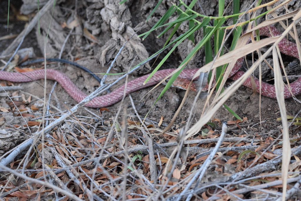 Coachwhip in August 2024 by Jose Alberto Torres · iNaturalist