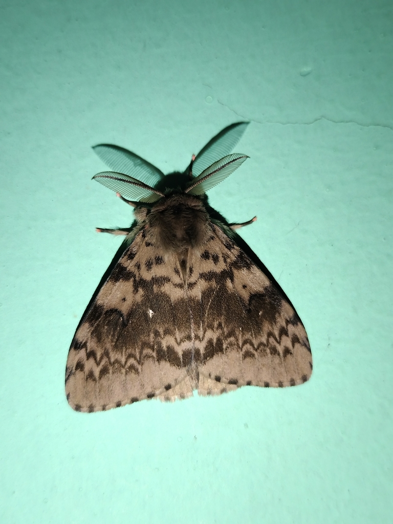 Lymantria aryama from QHQ4+J5, Dhonigarh, Bargaon, Uttarakhand 263637 ...