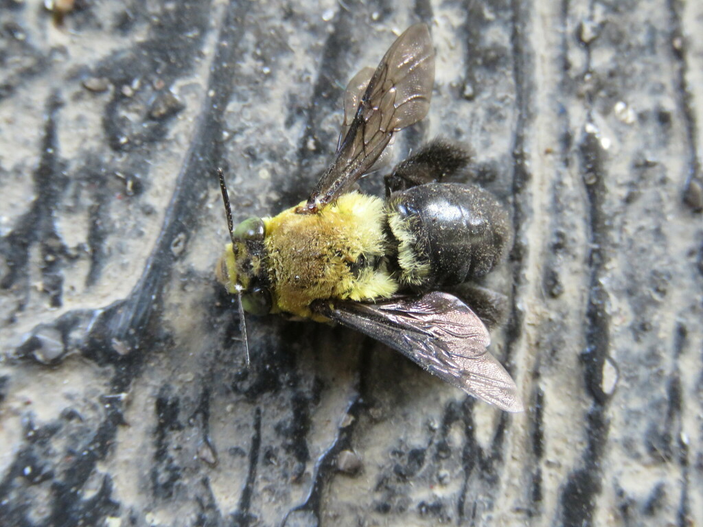 Shining Oil-digger Bee from Centro, Fortín de las Flores, Ver., México ...