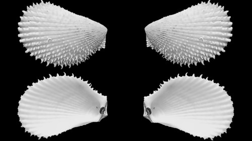 Spiny File Clam (Lima lima)