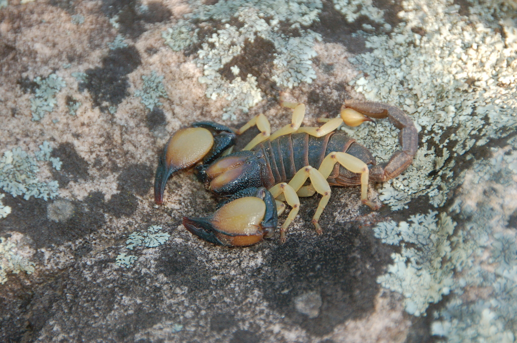 Namaqua Burrowing Scorpion from 227G+JV Porterville, South Africa on ...