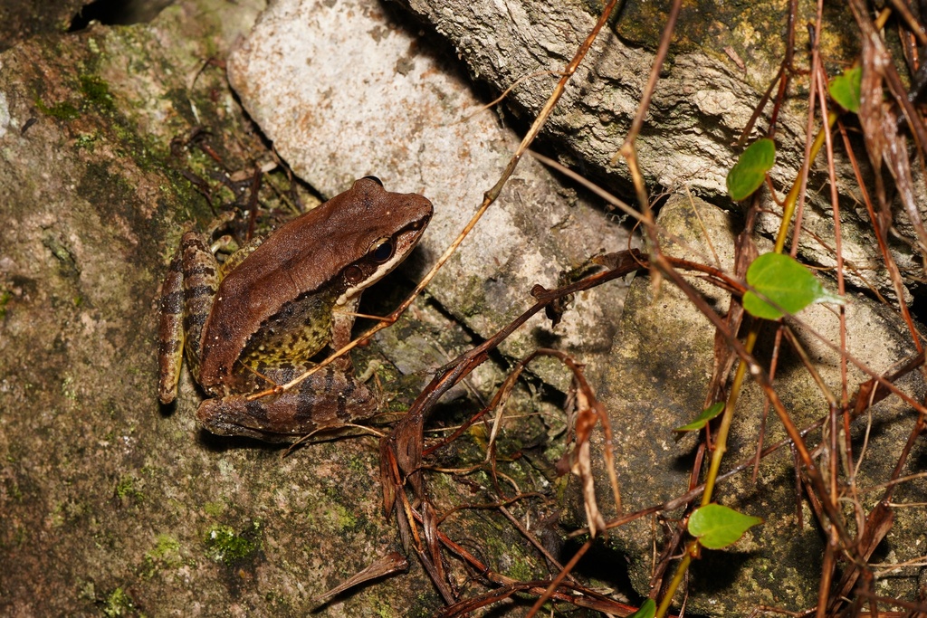 Guenther's Frog from 月老山景区, 温州市, 浙江省, CN on August 03, 2024 at 08:22 PM ...