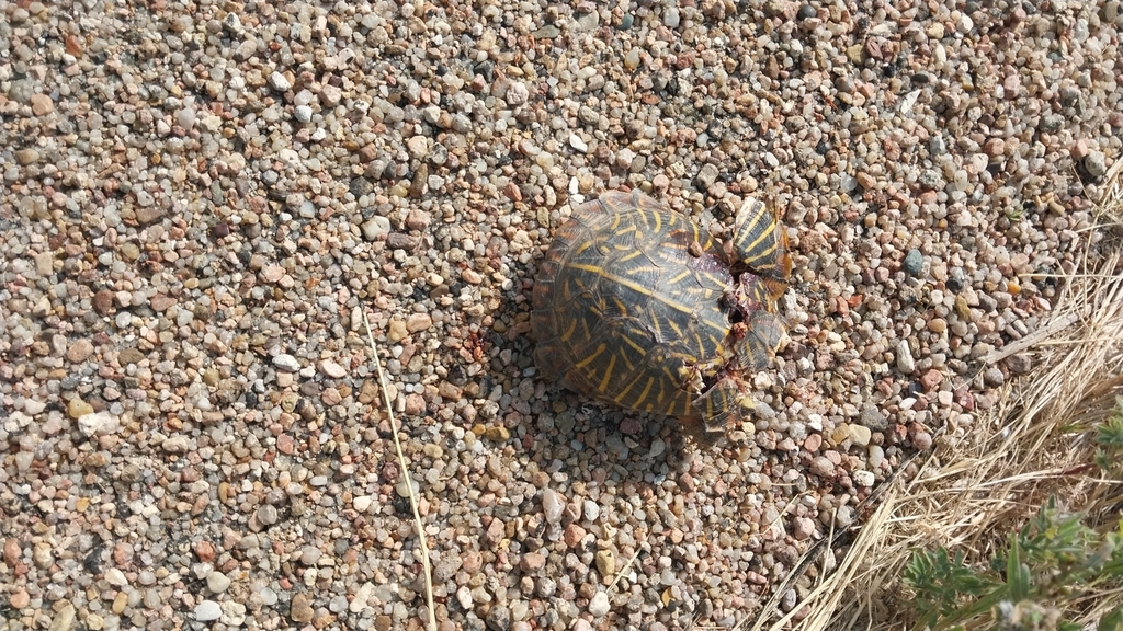 Ornate Box Turtle in August 2024 by Patrick Geier. DOR · iNaturalist