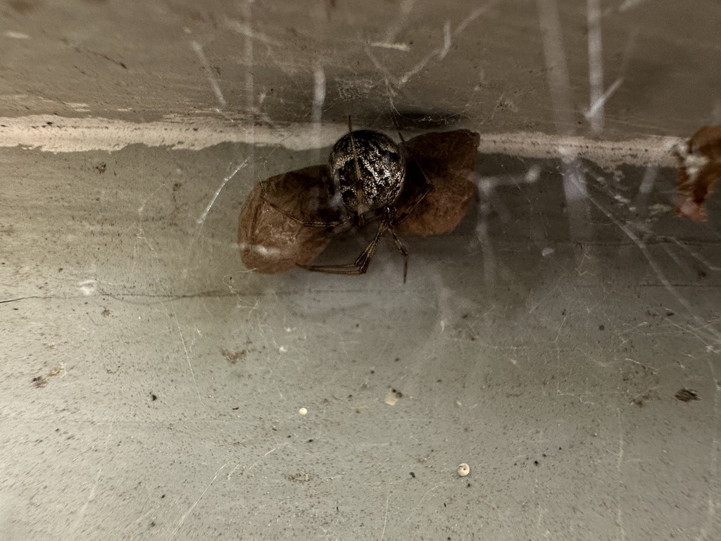 Common House Spider from Auburn, WA, USA on August 2, 2024 at 02:20 PM ...