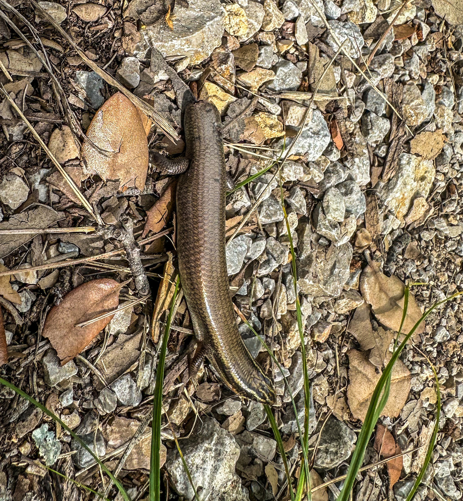 Four-lined Skink from Wild Tree Ln, Early, TX, US on August 3, 2024 at ...