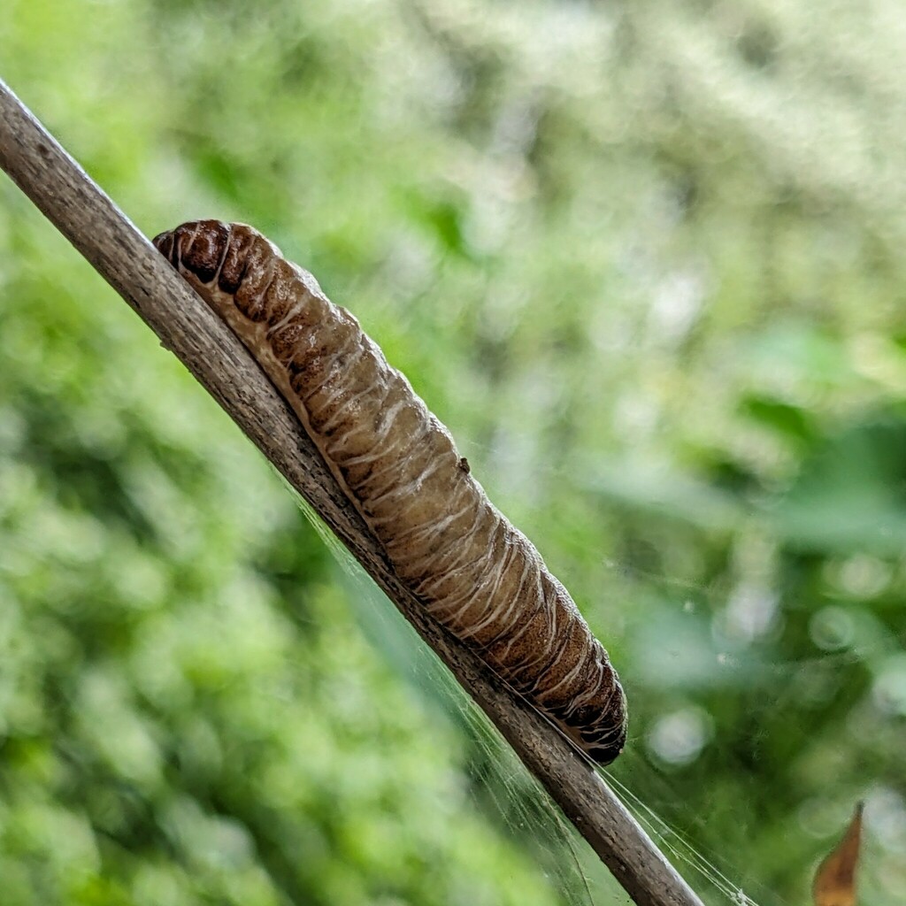Harold Dundee's Leatherback Slug from BTM Layout, Bengaluru, Karnataka ...