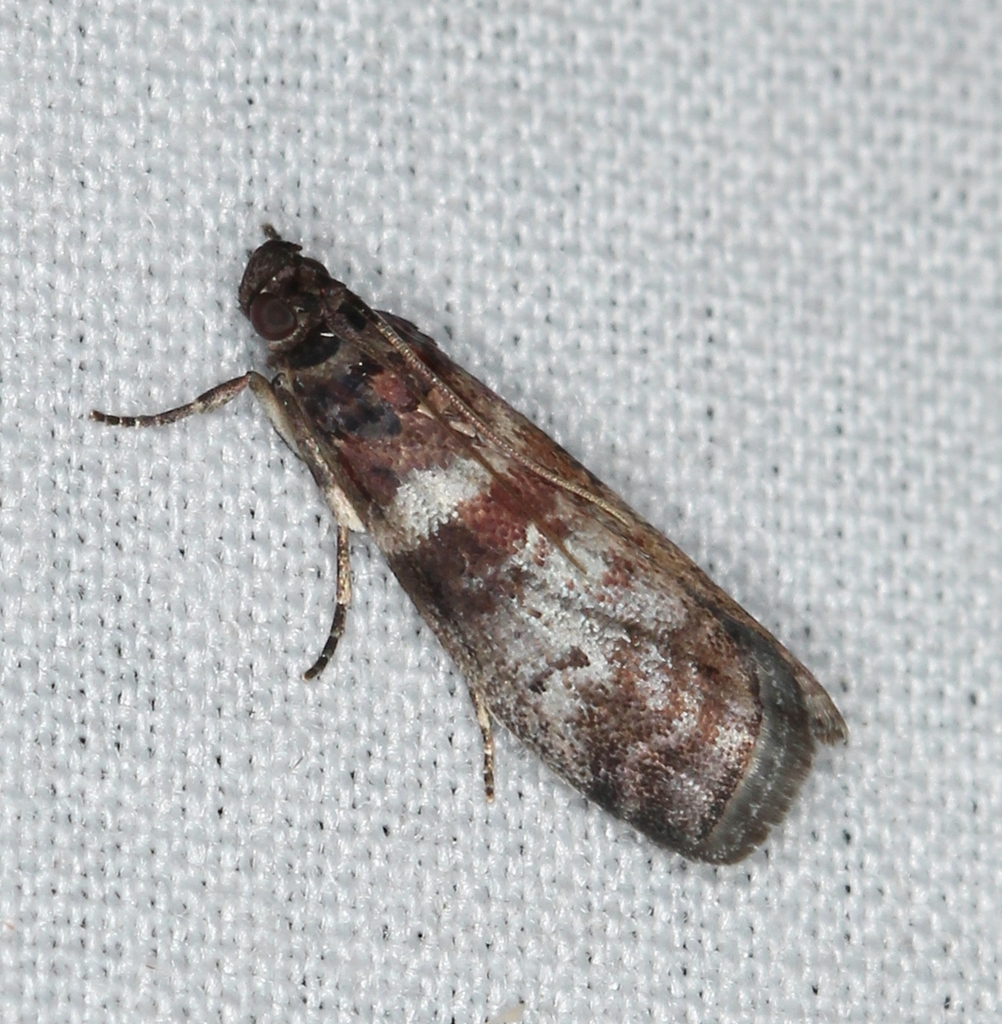 Sweetgum Leafroller Moth from Burlington County, NJ, USA on July 28 ...