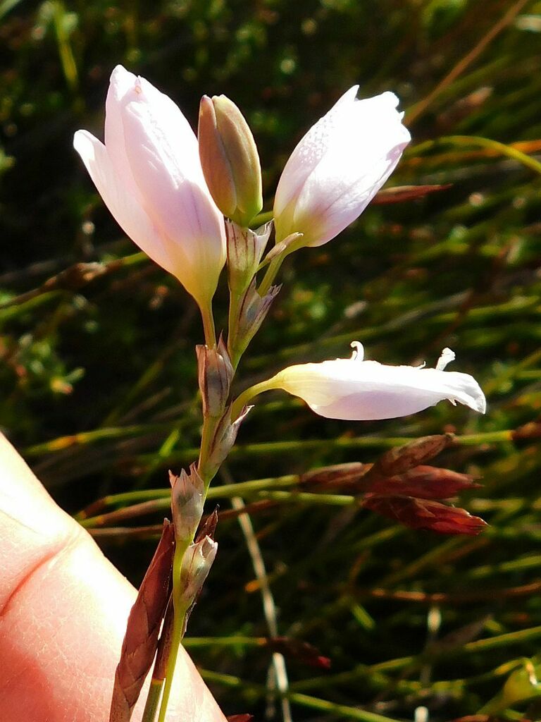 Corn lilies from Loerkop Greyton, 7233, South Africa on August 1, 2024 ...
