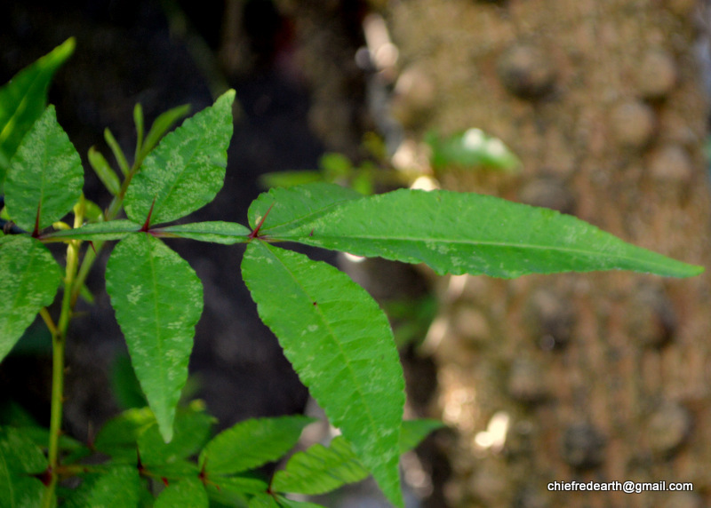Timur (Flora of Chandragiri) · iNaturalist