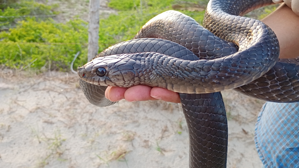 Central American Indigo Snake from 89678 Tamps., México on July 7, 2024 ...