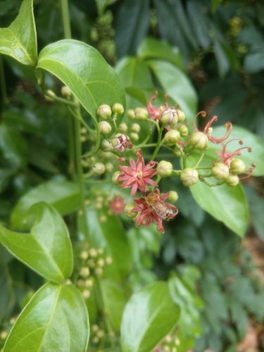 Illigera celebica · iNaturalist