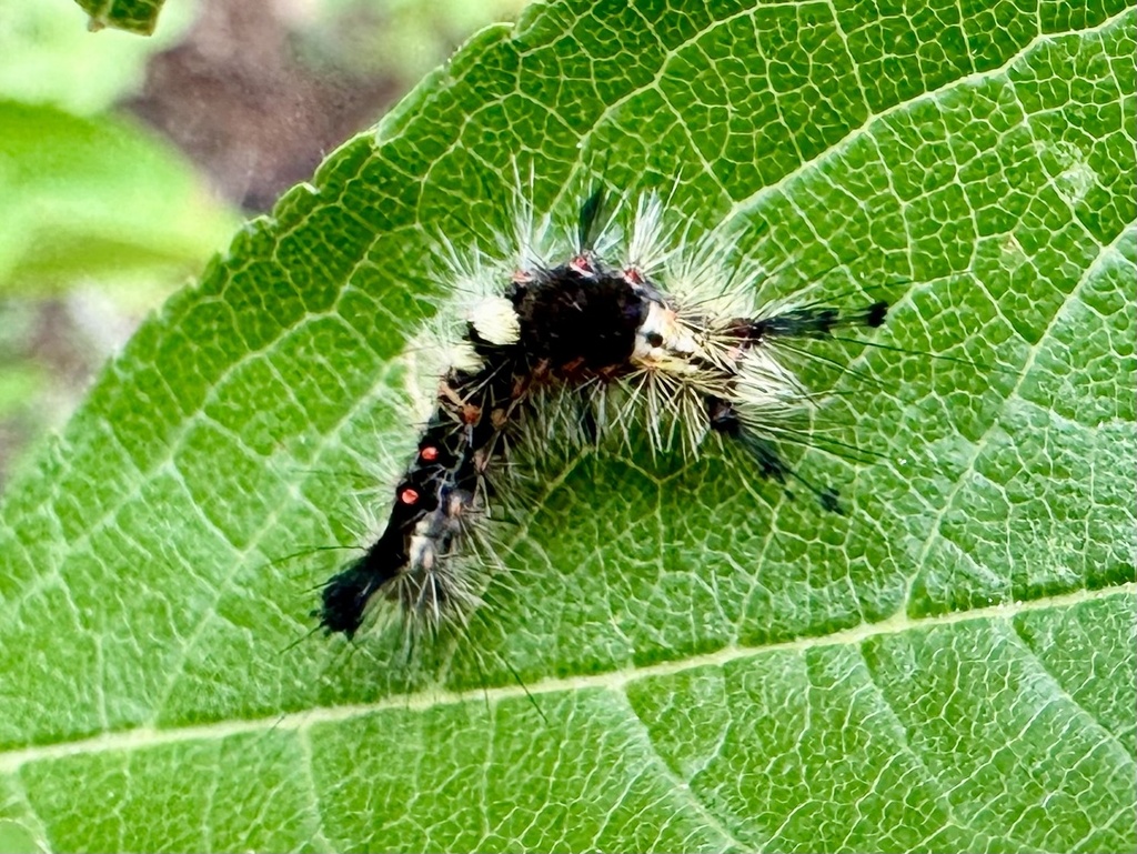 Rusty Tussock Moth from Baker Cir, Fryeburg, ME, US on August 3, 2024 ...