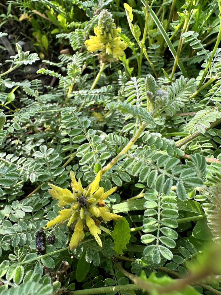 Yellow Dalea from Avenida Constitución, Cuautitlán Izcalli, Edo. Méx ...