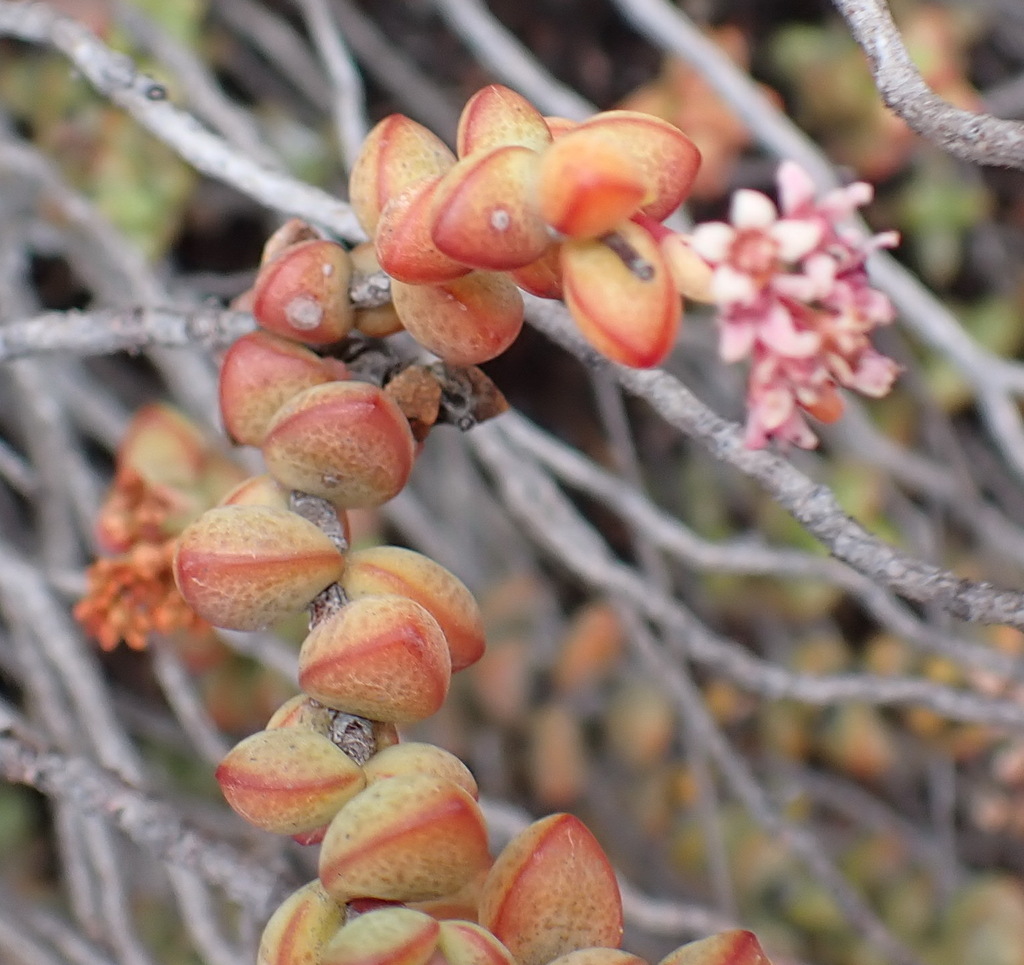 Kebab Bush from Anysberg Nature Reserve, Central Karoo District ...