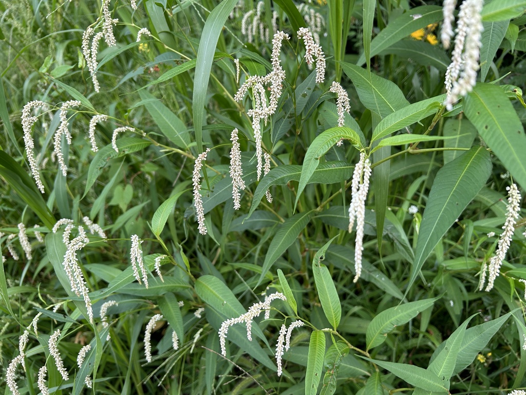 pale smartweed from Mud Lake, Ottawa, ON, Canada on August 3, 2024 at ...