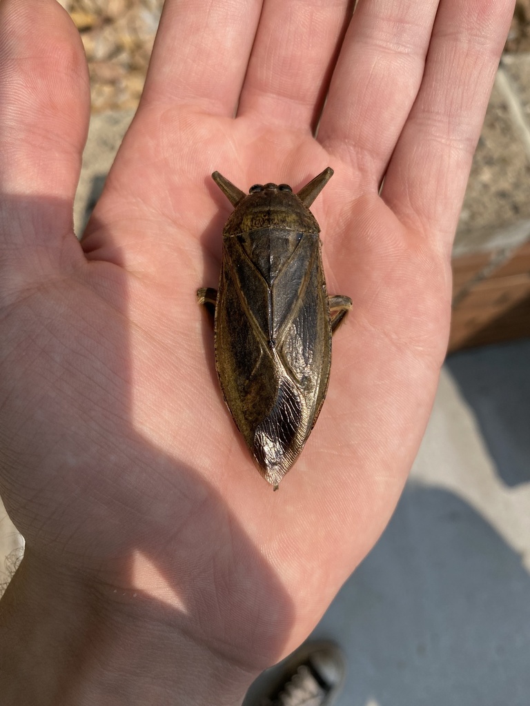 American Giant Water Bug from Southtown Shopping Center, Bloomington ...