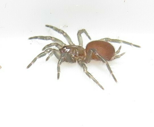 Spruce-Fir Moss Spider (Arthropods of Appalachia) · iNaturalist
