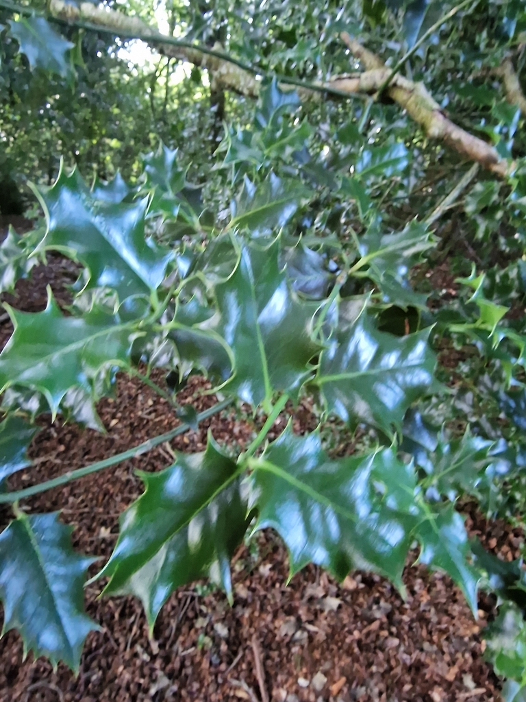 European holly from Selborne Common (NT) SSSi on August 3, 2024 at 06: ...