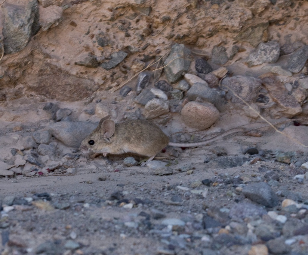 yellow-rumped leaf-eared mouse from Mamiña, Pozo Almonte, Región de ...