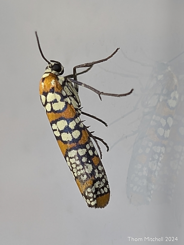 Ailanthus Webworm Moth from Carbondale, IL, USA on July 30, 2024 at 10: ...