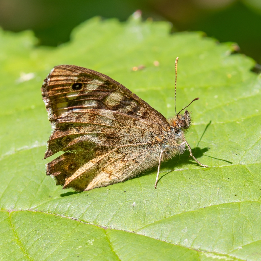 Speckled Wood from Llandudno Junction LL31 9XZ, UK on 01 August, 2024 ...